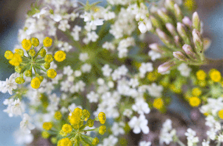 Shine Stacker, new focus stacking application - Page 5 - Processing ...