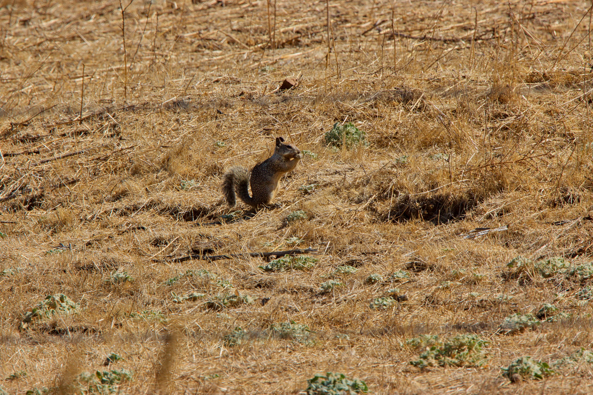 [Play Raw] Sunlit Buzzard on Thermal Surveiling Squirrels - Play Raw - discuss.pixls.us