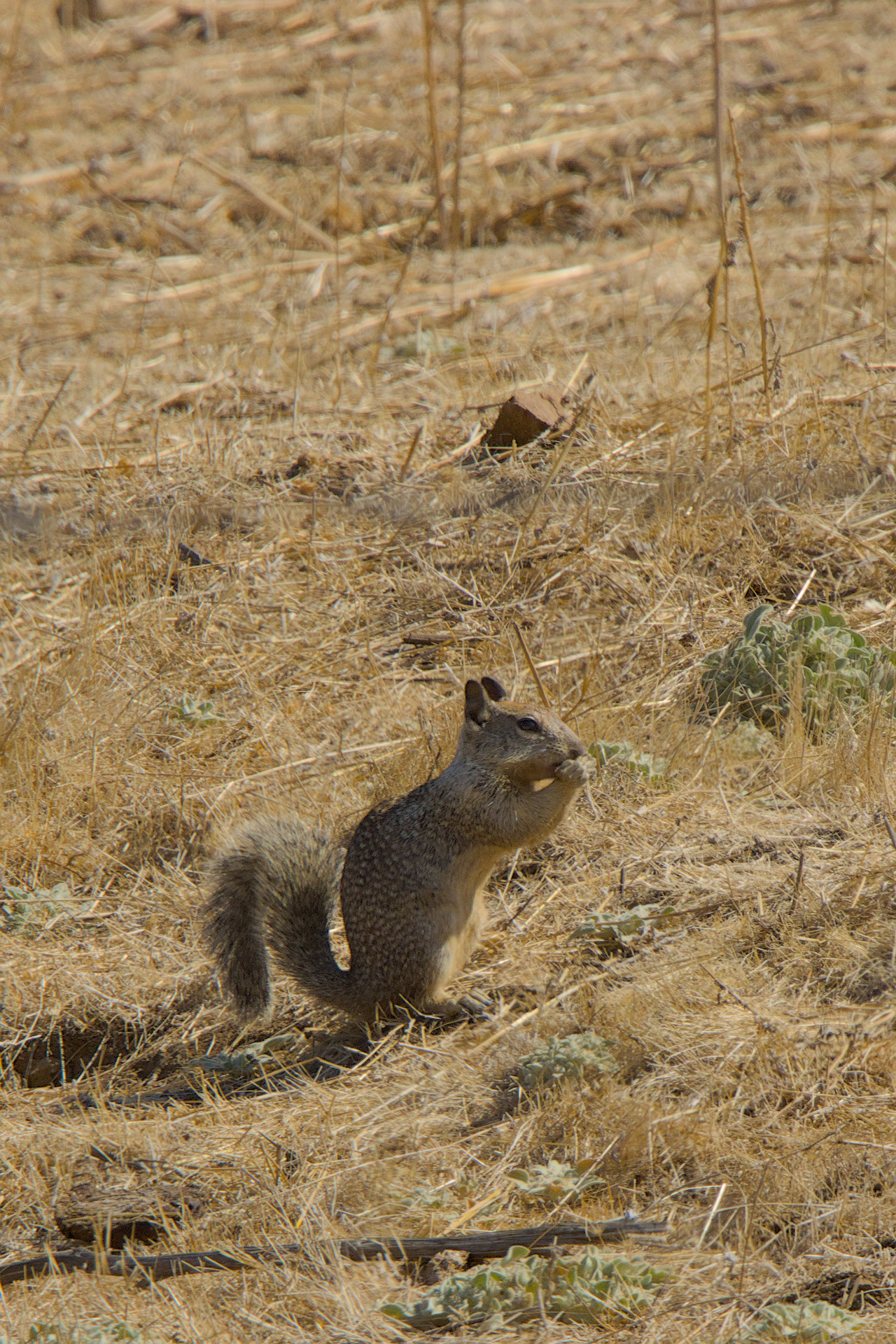 [Play Raw] Sunlit Buzzard on Thermal Surveiling Squirrels - Play Raw - discuss.pixls.us