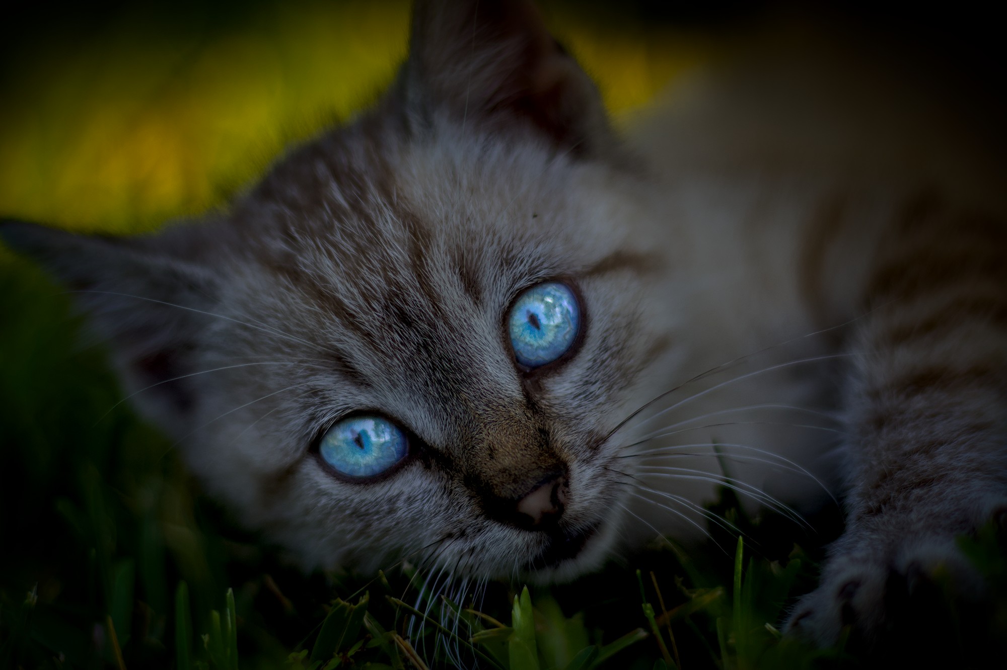 A picture of a kitten...... - Play Raw - discuss.pixls.us