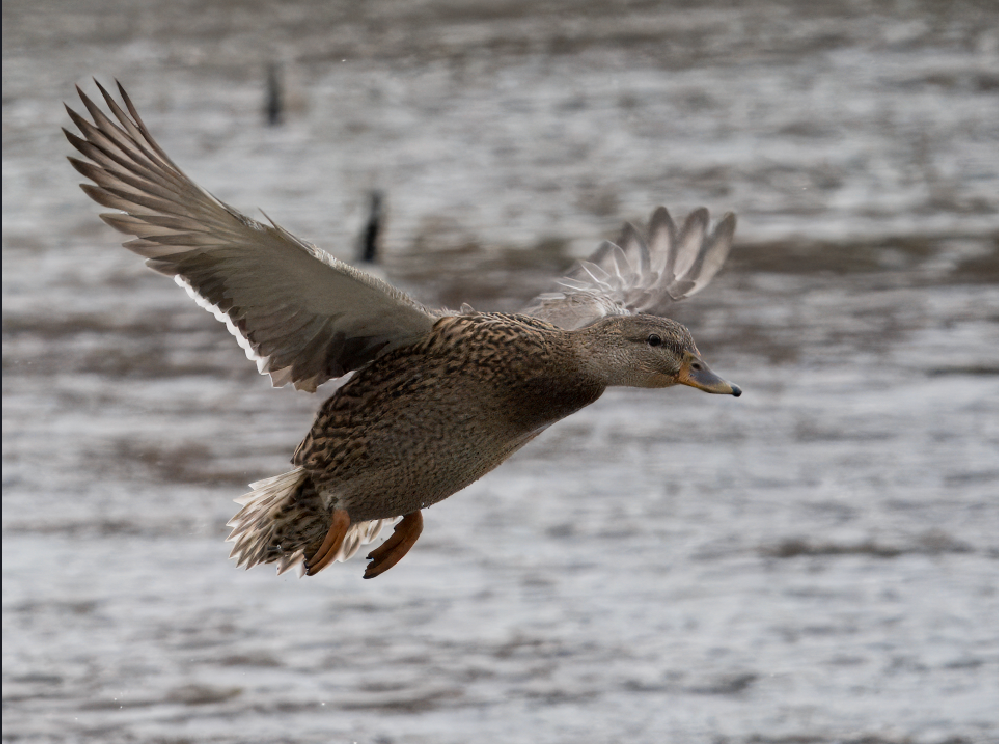 I can't find a way to improve this. - darktable - discuss.pixls.us