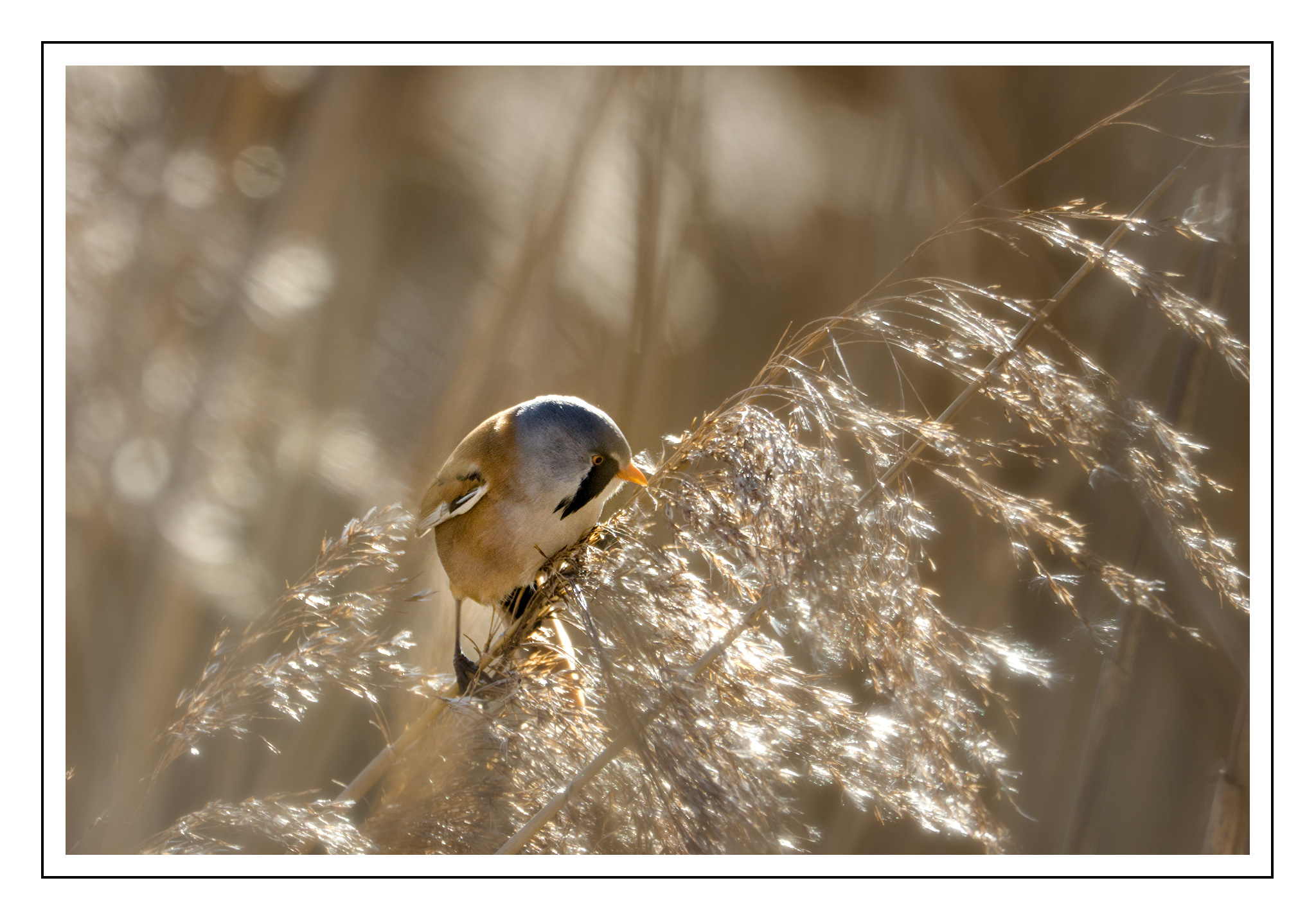 Bearded reedling - Play Raw - discuss.pixls.us