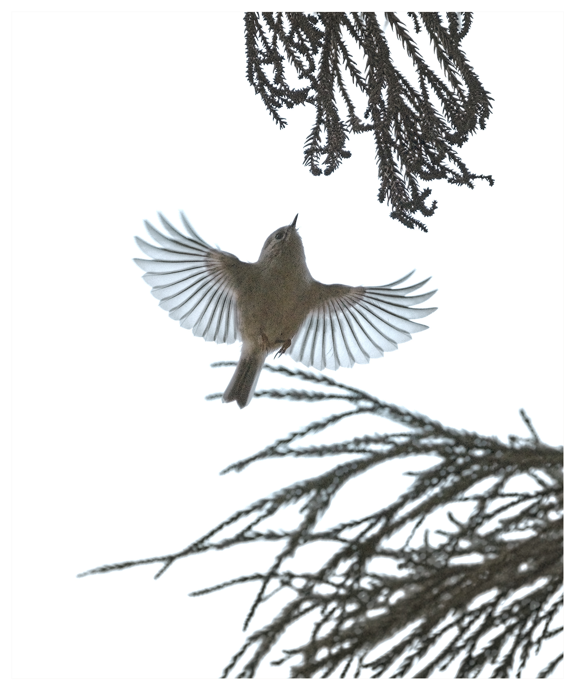 A challenge (at least for me and my current skills) - Processing ...